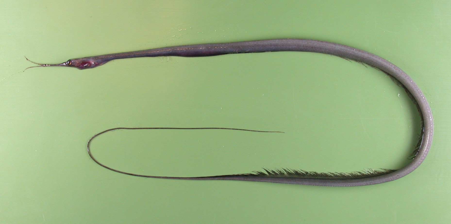 (Anguilliformes Berg, 1943) Отряд Ангуиллиформес, Угреобразные, Настоящие угри, Order ...